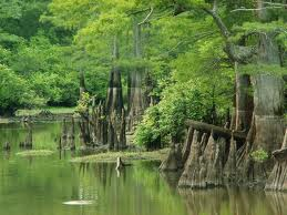 Bayou…Share Your Poem… | Mandy Eve-Barnett's Blog for Readers & Writers